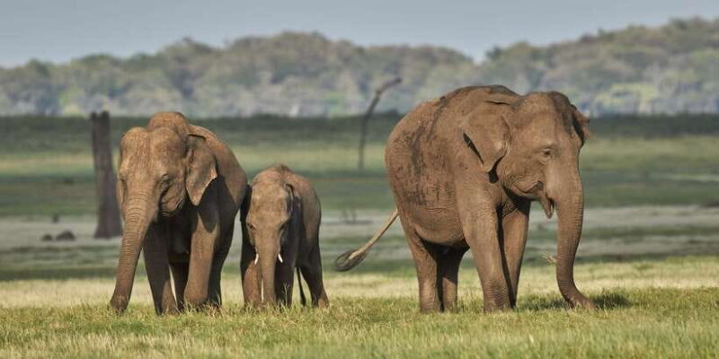 From Colombo: Private Minneriya National Park Day Safari - Authentic Experiences and Traveler Perspectives
