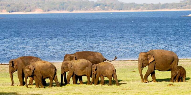 From Colombo: Private Minneriya National Park Day Safari - Final Thoughts: Who Is This Tour For?