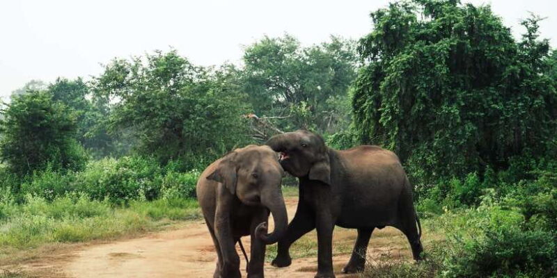 From Colombo: Private Minneriya National Park Day Safari - FAQ