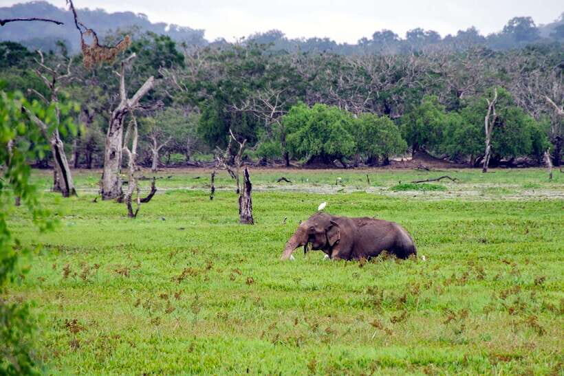 From Colombo to Yala 6-Day Private Trip with 21-Sites - Kandy: A Cultural and Spiritual Hub