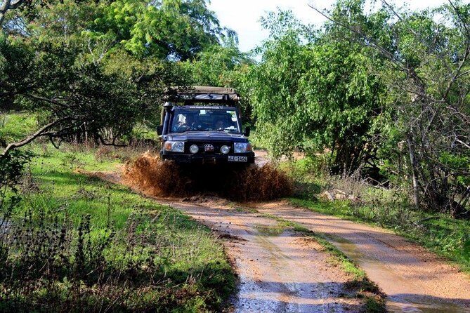 From Colombo: Udawalawa National Park Wildlife Safari - A Closer Look at the Udawalawa Safari Experience