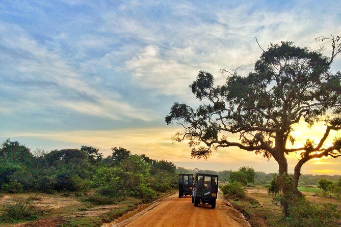 From Colombo: Udawalawa National Park Wildlife Safari - The Sum Up: Is This Safari Right for You?