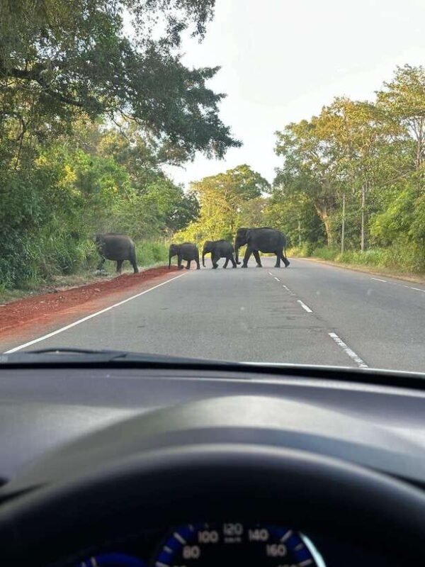 From Colombo: Udawalawe National Park Private Jeep Safari - Who Will Benefit Most?