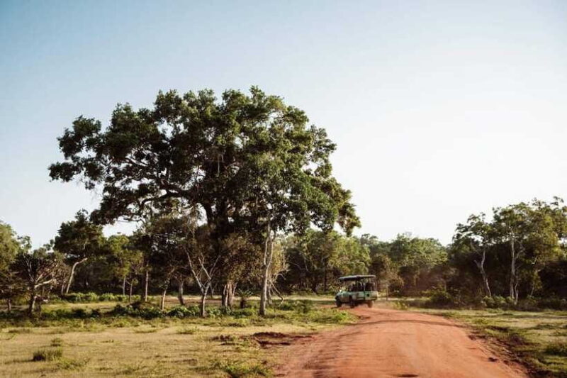 From Colombo: Udawalawe National Park Private Jeep Safari - Final Thoughts