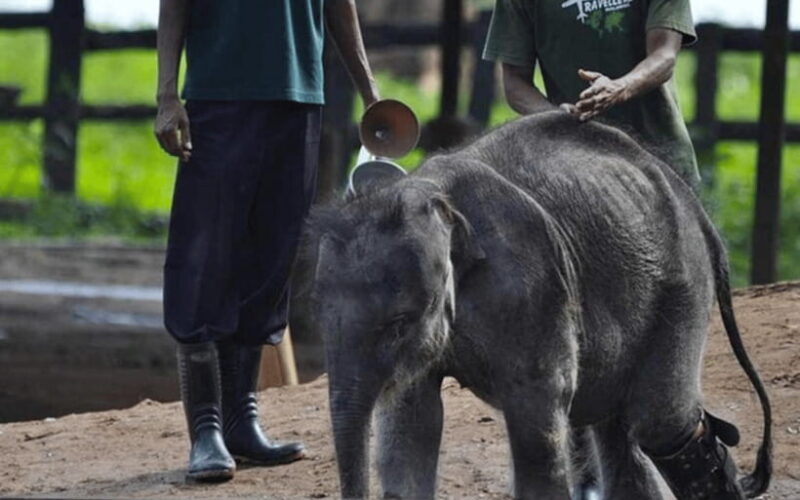 From Colombo: Udawalawe Park and Elephants Orphanage - Key Points
