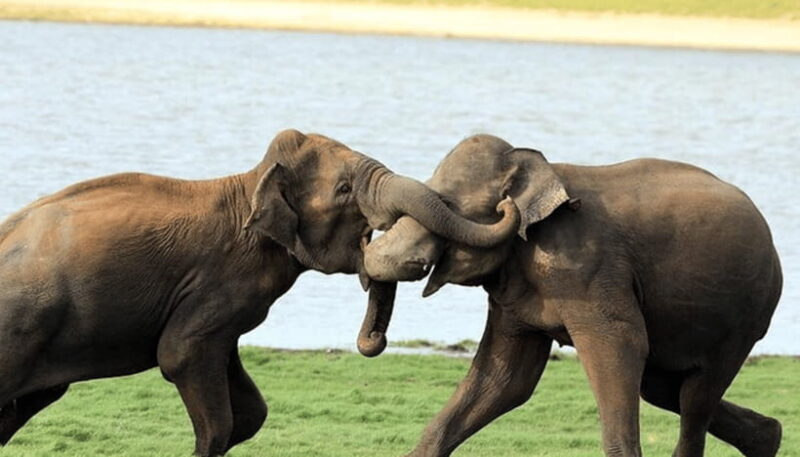 From Colombo: Udawalawe Park and Elephants Orphanage - The Itinerary in Detail