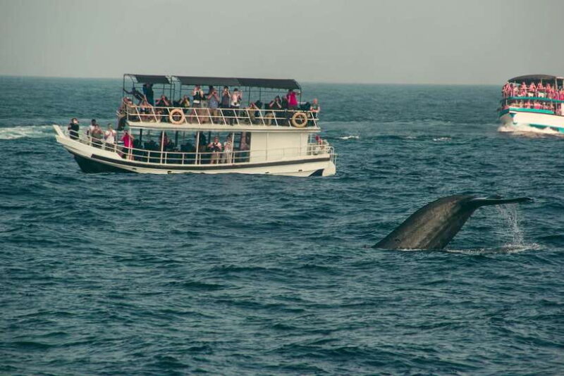 From Colombo: Whale Watching Tour with Breakfast & Transfers - Key Points