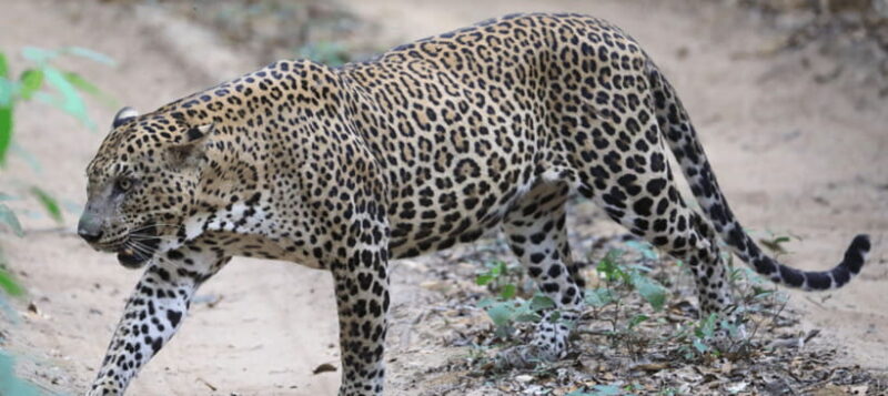 From Colombo: Wilpattu National Park Safari - Key Points