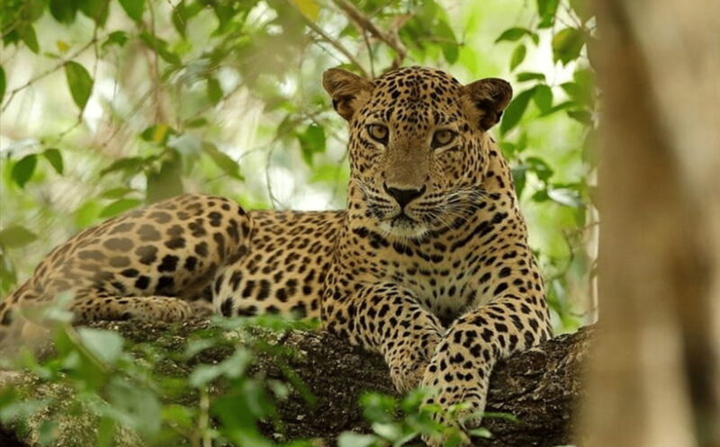 From Colombo: Wilpattu National Park Safari - Authentic Insights from Reviews