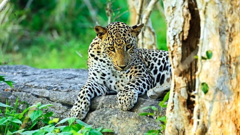 From Colombo: Yala National Park Private Jeep Safari - From Colombo: Yala National Park Private Jeep Safari