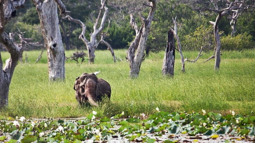 From Colombo: Yala National Park Private Jeep Safari - Key Points