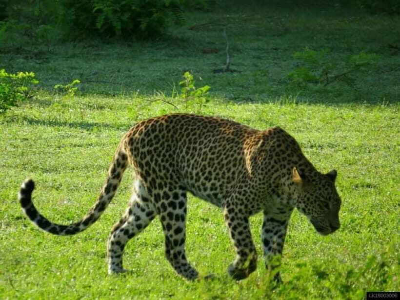 From Colombo: Yala National Park Private Jeep Safari - The Transportation and Guide Experience