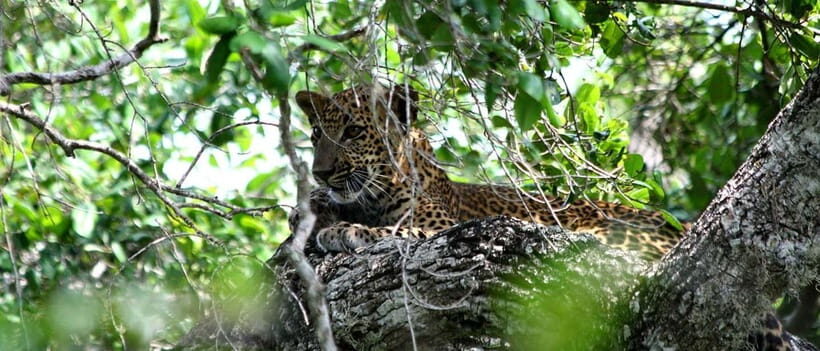 From Colombo: Yala National Park Private Jeep Safari - Practical Tips for a Smooth Safari