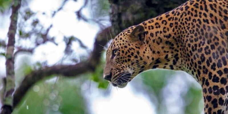 From Colombo: Yala National Park Safari with Transfer - Final Thoughts: Is This the Safari for You?