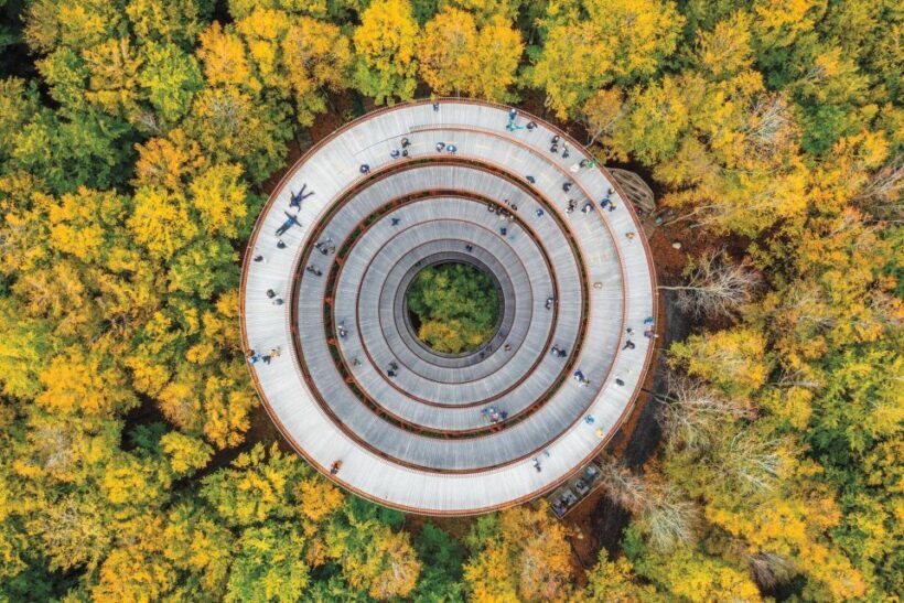 From Copenhagen: Round-Trip to Møns Klint and Forest Tower - What Travelers Say: Authentic Insights from Reviews