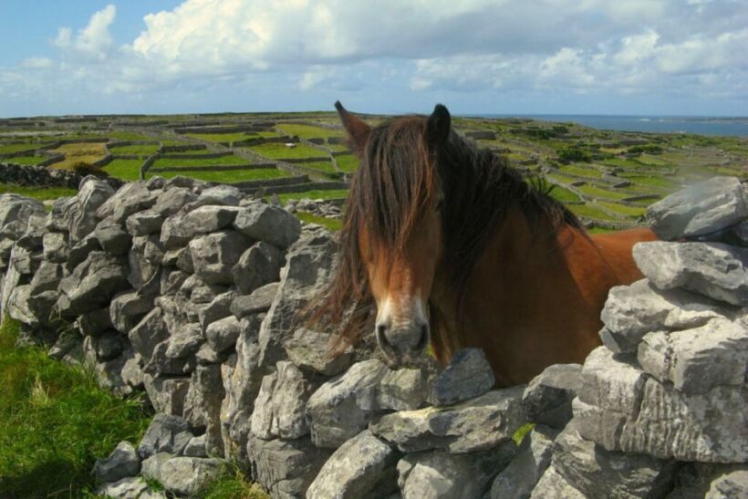 From Cork: 9-Hour Guided Ring of Kerry and Killarney Tour - Key Points