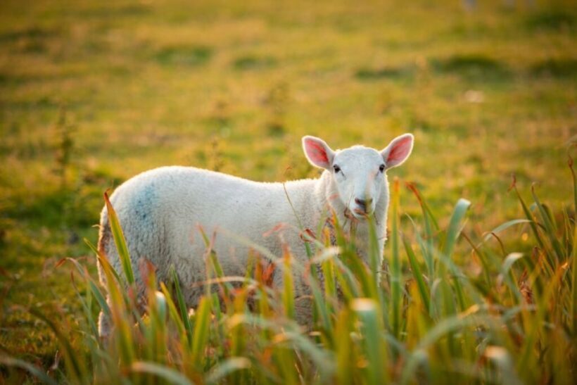 From Cork: 9-Hour Guided Ring of Kerry and Killarney Tour - FAQ