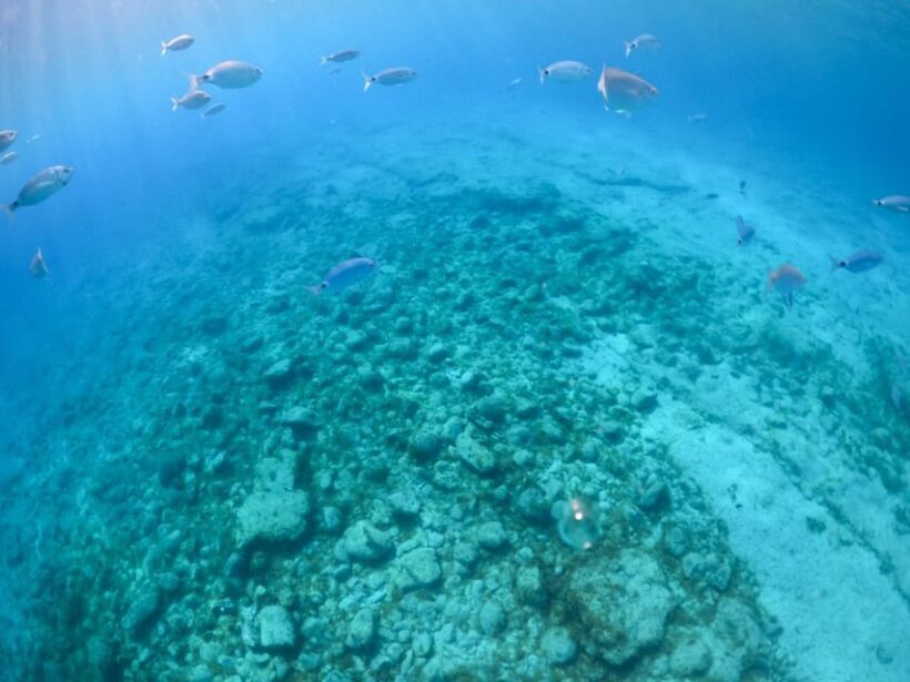 From Corralejo: Lobos Island Boat and Snorkel Activity - FAQs