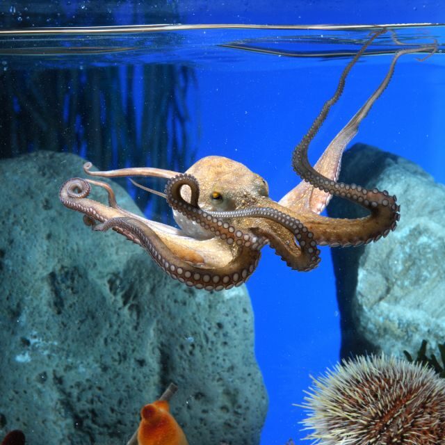 From Costa Brava: Barcelona Day Trip with Aquarium Visit - An Honest Look at the Itinerary and Experience