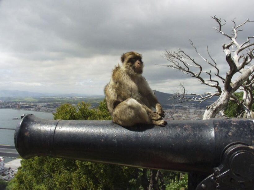 From Costa del Sol: Day Trip to Gibraltar with Guided Tour - Who Is This Tour Best For?