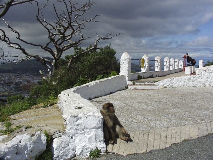From Costa del Sol: Day Trip to Gibraltar with Guided Tour - FAQ