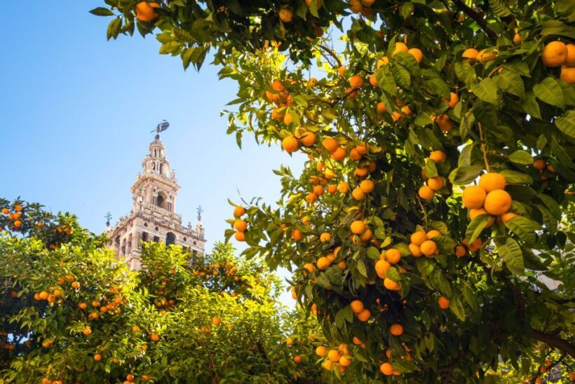 From Costa del Sol: Seville Day Trip - Key Points