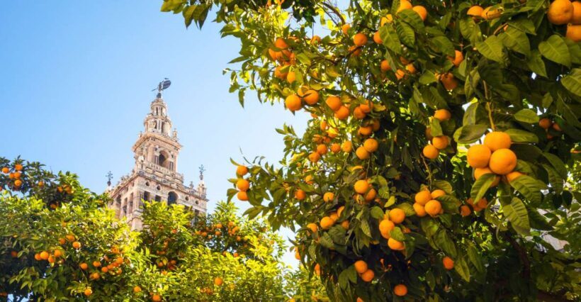 From Costa del Sol: Seville Day Trip - Who Should Consider This Tour?
