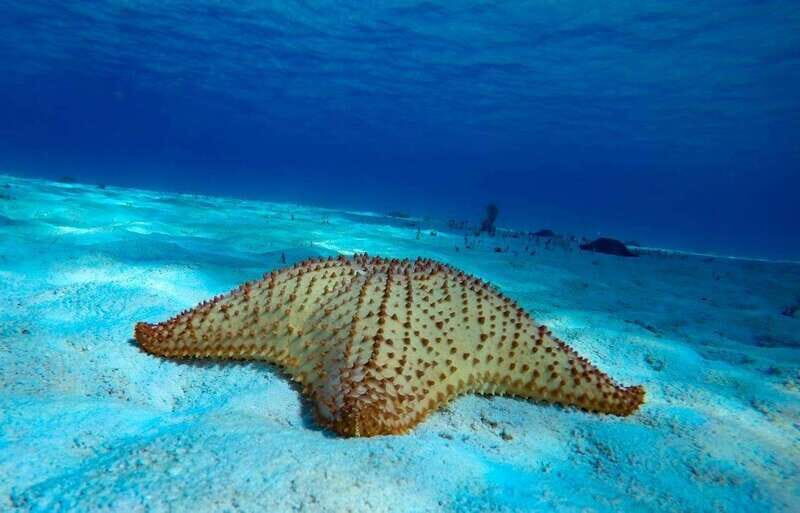 From Cozumel: 3 Reefs Boat Tour with Drinks and Snorkeling - Starting Point and Transportation