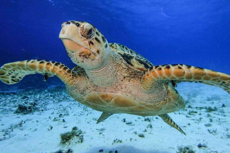 From Cozumel: 3 Reefs Boat Tour with Drinks and Snorkeling - What’s Included and What to Bring
