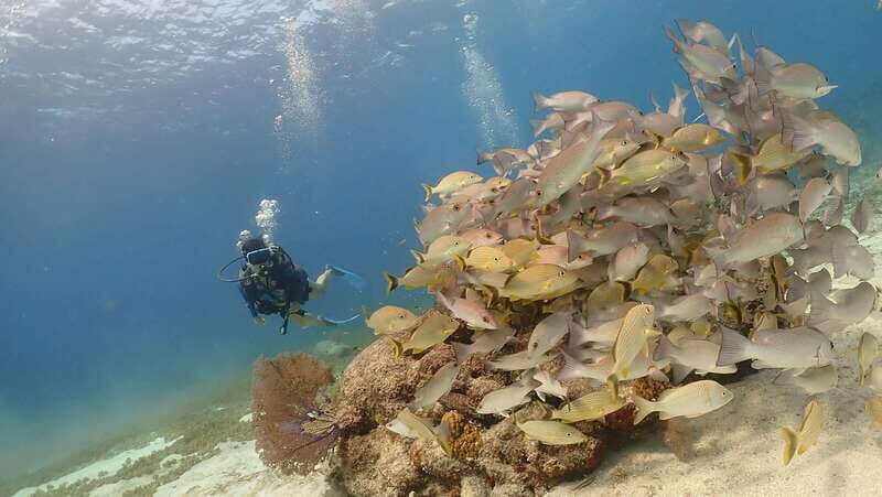 From Cozumel: Chankanaab Cozumel Scuba Diving - Authentic Experiences and Traveler Feedback