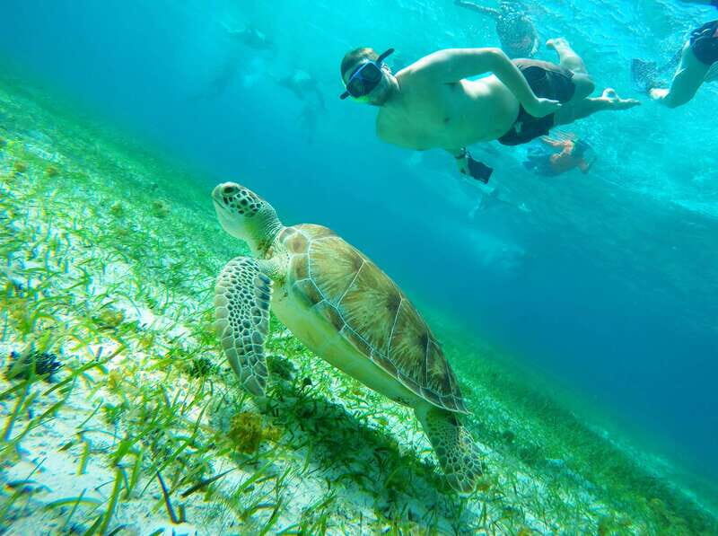 From Cozumel: Starfish, Stingrays and the Turtle Sanctuary - Transportation, Timing, and Practical Considerations