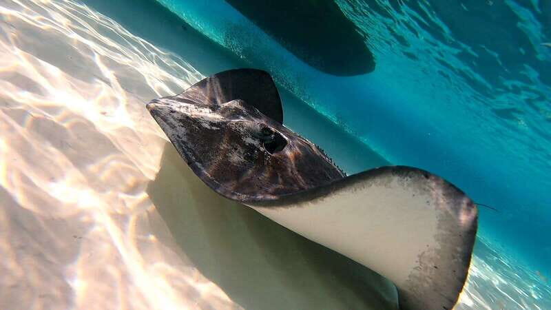 From Cozumel: Starfish, Stingrays and the Turtle Sanctuary - Authentic Experiences and Real-Life Insights