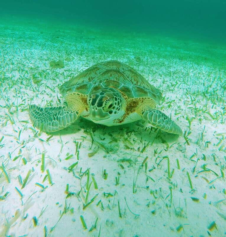 From Cozumel: Starfish, Stingrays and the Turtle Sanctuary - Frequently Asked Questions