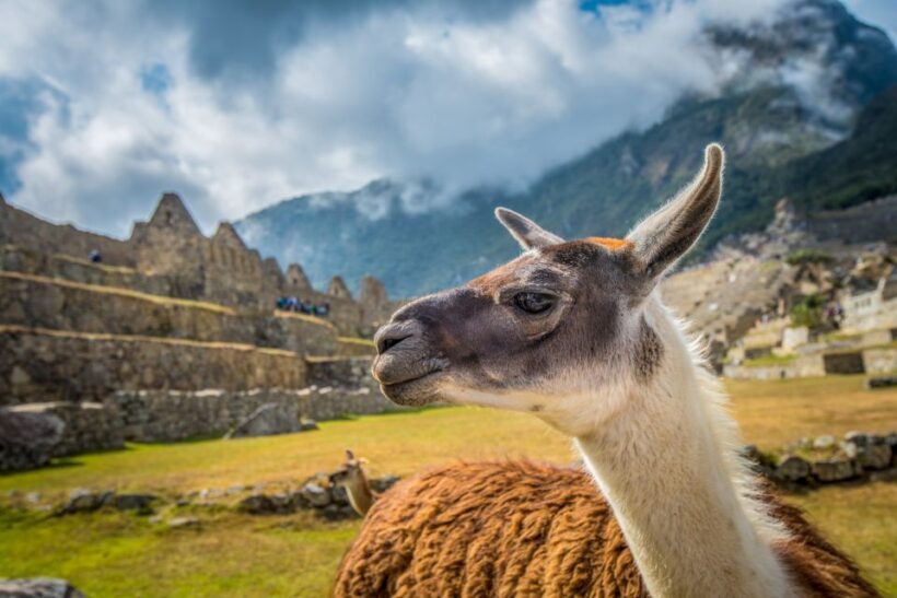 From Cusco: Machu Picchu Full-Day Guided Tour - The Sum Up