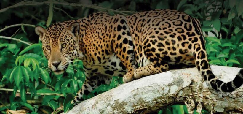 From Cusco | Manu Jungle Excursion 7D/6N | Wonders of Manu - FAQ