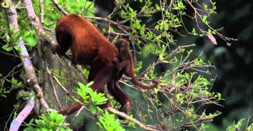 From Cusco | Manu National Park 3 days - All included - Who This Tour Is Best For