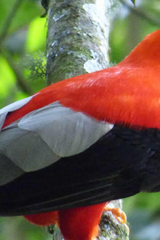 From Cusco | Manu National Park 3 days - All included - FAQ