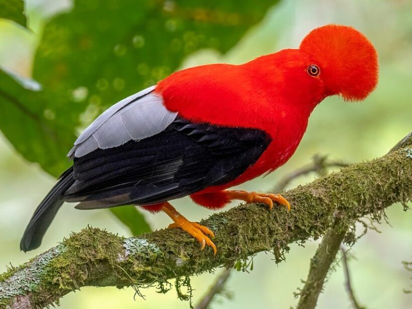 From Cusco: Manu National Park Tour & Accommodation 3 Days - Analyzing the Price and Value