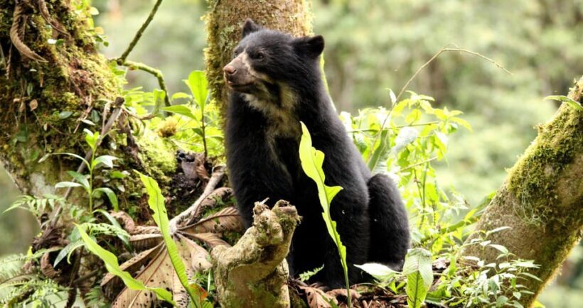 From Cusco: Manu National Park Tour & Accommodation 3 Days - Practical Tips for Future Travelers