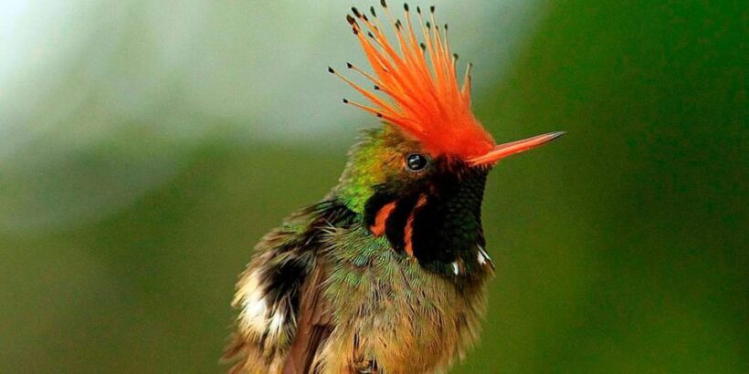 From Cusco: Manu National Park Tour & Accommodation 3 Days - The Sum Up