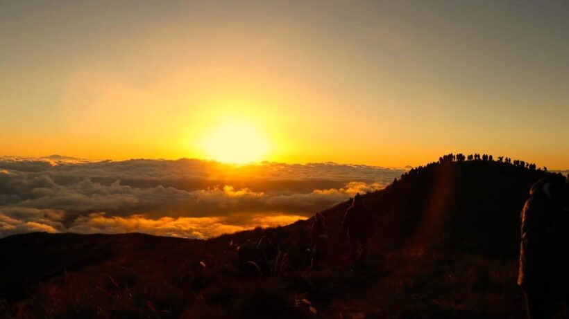 From Cusco: Manu Tree House 4 days/3 nights - Day 3: Colorful Birds and River Adventures