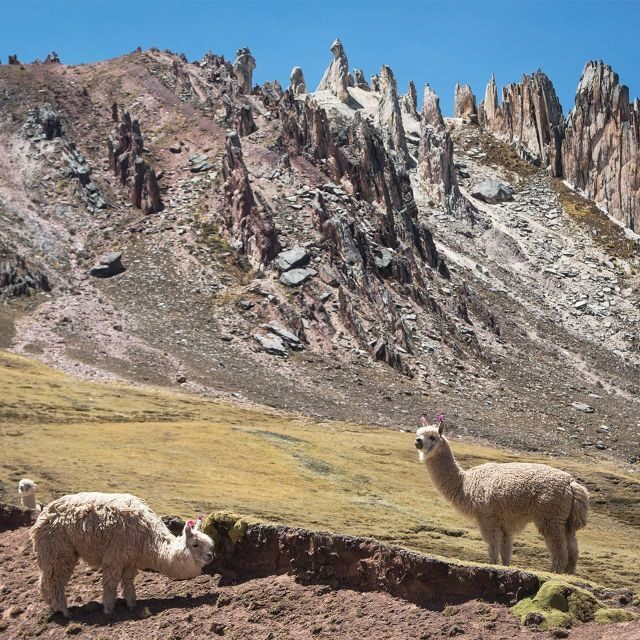 From Cusco: Palccoyo Rainbow Mountain Trek Tour - A Deep Dive Into the Palccoyo Rainbow Mountain Experience