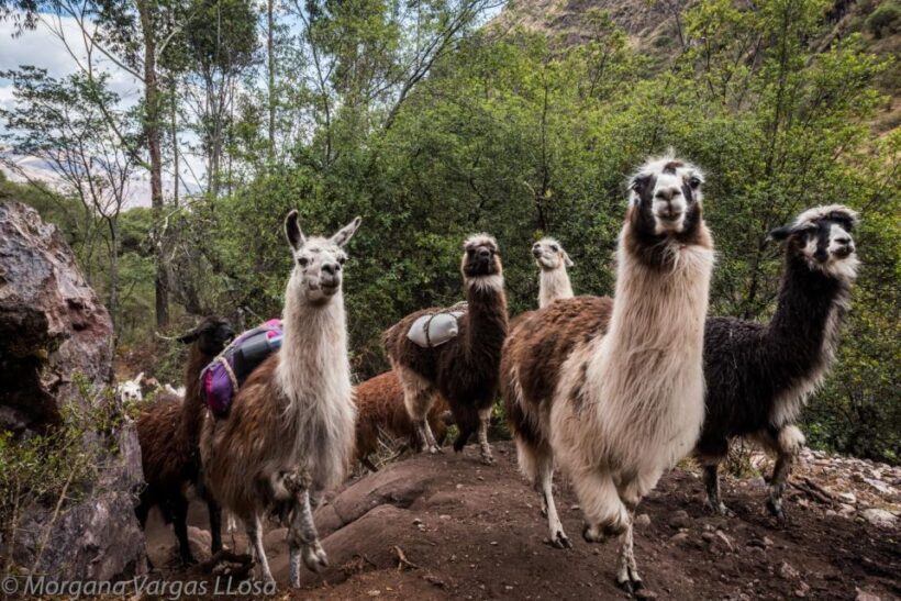 From Cusco: Walk with alpacas and llamas & Picnic |Private| - About the Experience and Value