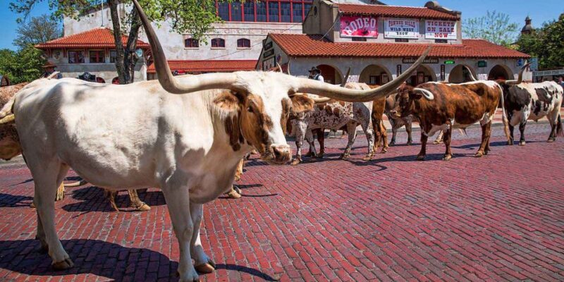 From Dallas: Fort Worth Guided Day Tour - What You Can Expect During the Tour