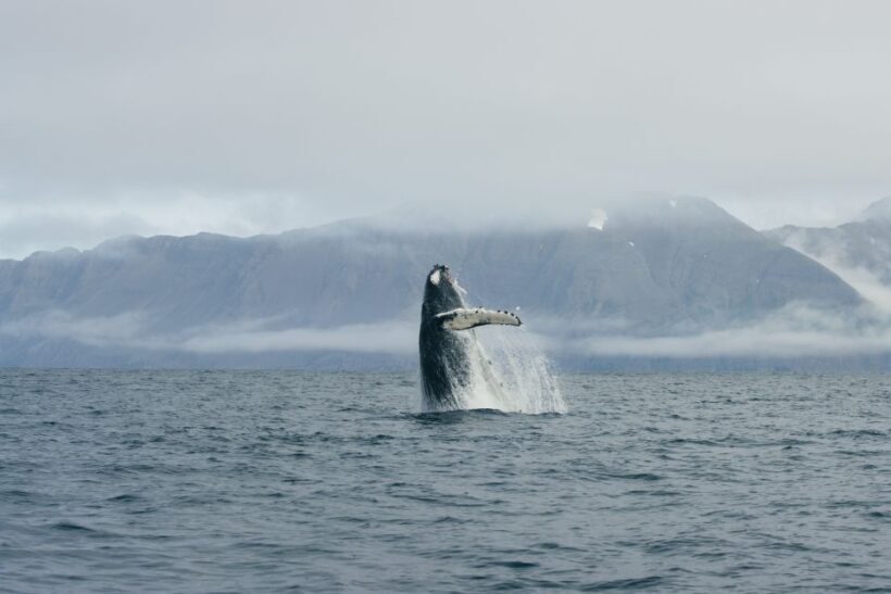 From Dalvik: Arctic Whale Watching in Northern Iceland - An In-Depth Look at the Whale Watching Experience
