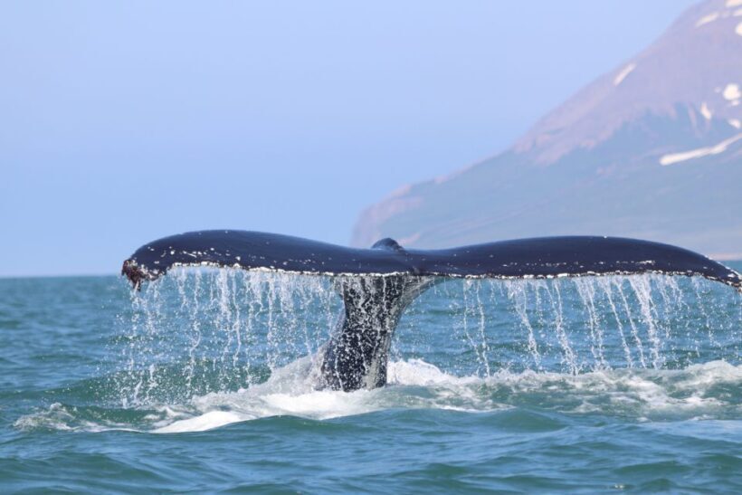 From Dalvik: Arctic Whale Watching in Northern Iceland - Final Thoughts