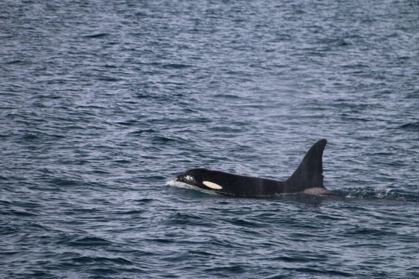 From Dalvik: Arctic Whale Watching in Northern Iceland - FAQ About Arctic Whale Watching in Dalvik