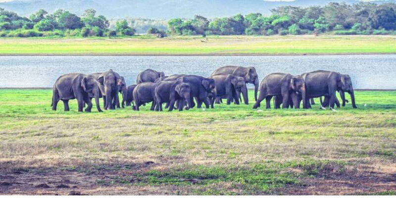 From Dambulla: Full Day Safari at Minneriya National Park - Key Points