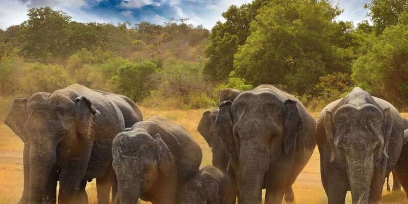 From Dambulla: Full Day Safari at Minneriya National Park - What Makes This Tour Worthwhile?