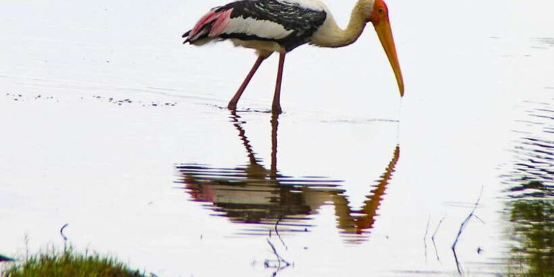 From Dambulla: Full Day Safari at Minneriya National Park - The Practicalities: What to Know Before You Go